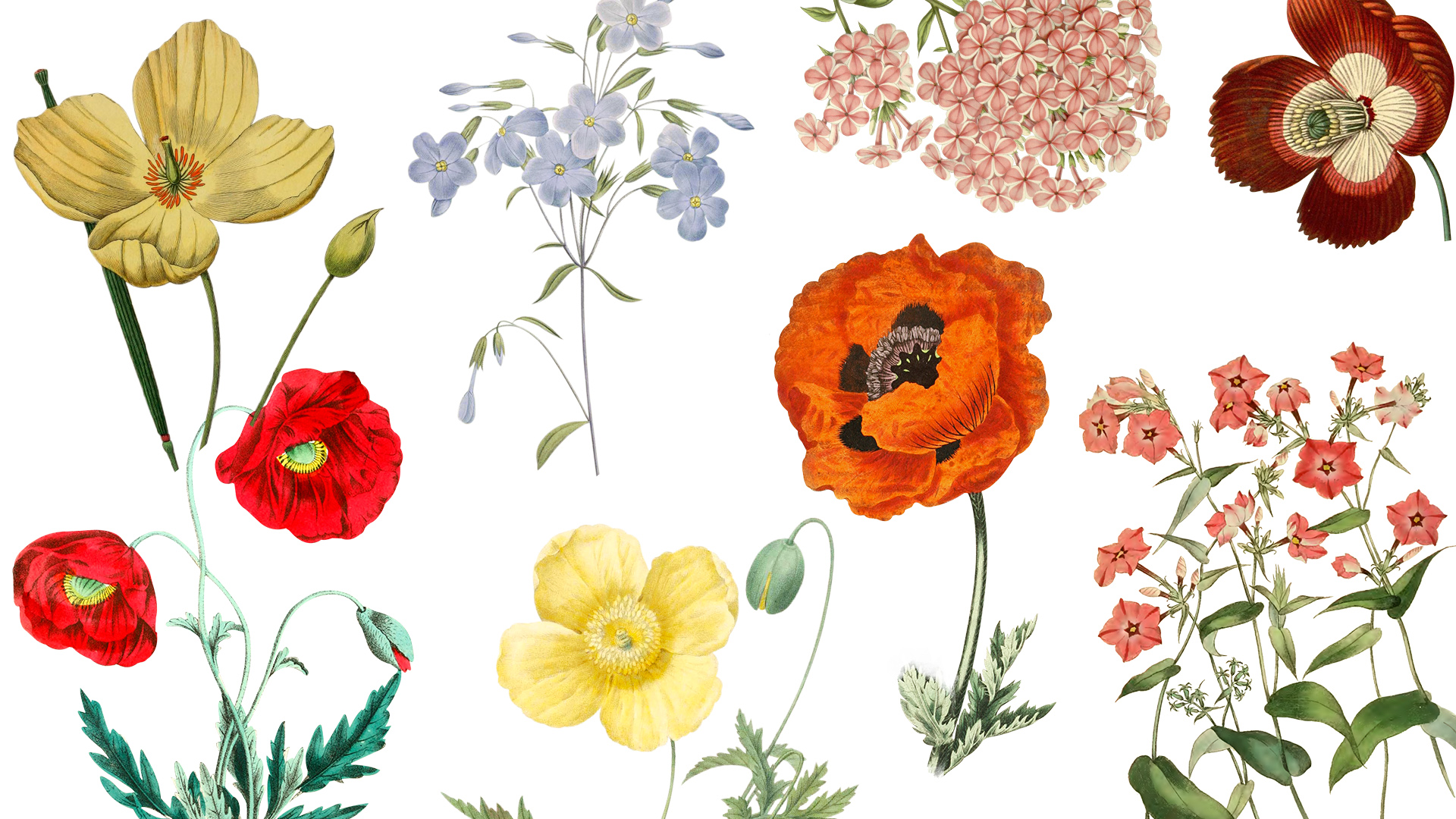 How Vintage Botanical Art Informs Modern Design Trends - Lucky Cosmos ...